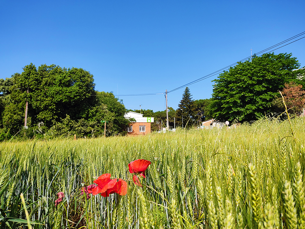 Dia Mundial de l'arbre | Burés Profesional